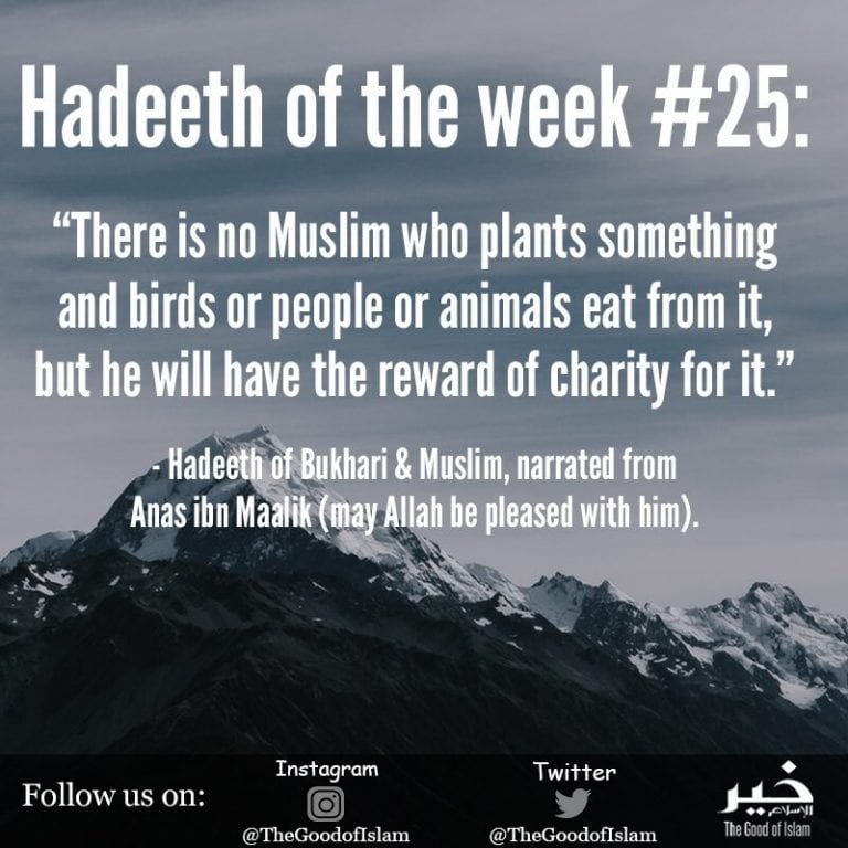 20 Islamic Quotes On Kindness To Animals