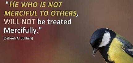 20 Islamic Quotes On Kindness To Animals