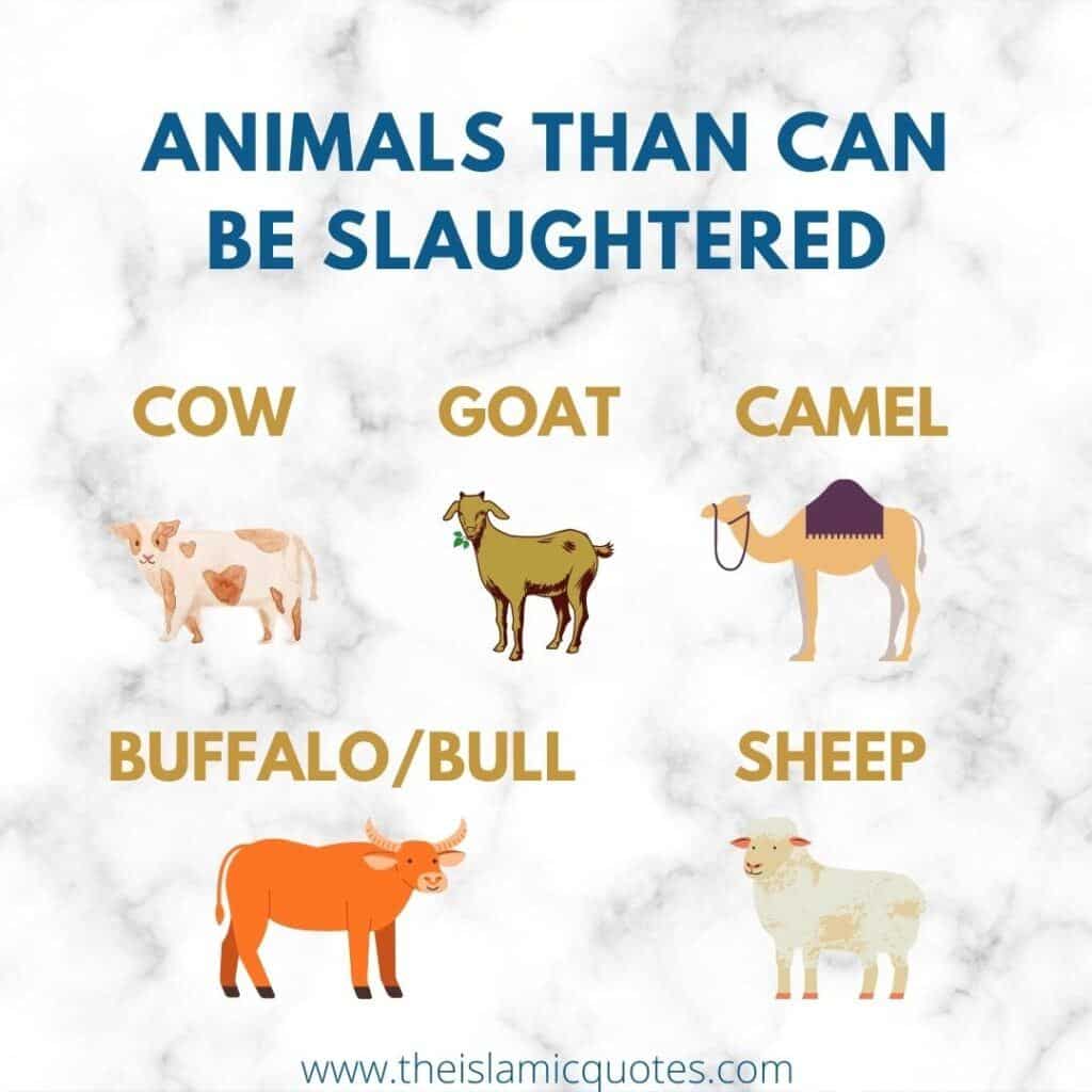 12 Things You Need to Know About Eid ul Adha & Qurbani Rules